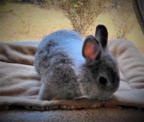 Urgent foster request | The Rabbit Haven